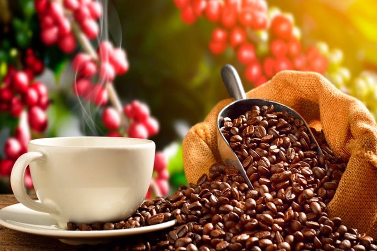 Qual a diferença do café canephora para o café arábica?