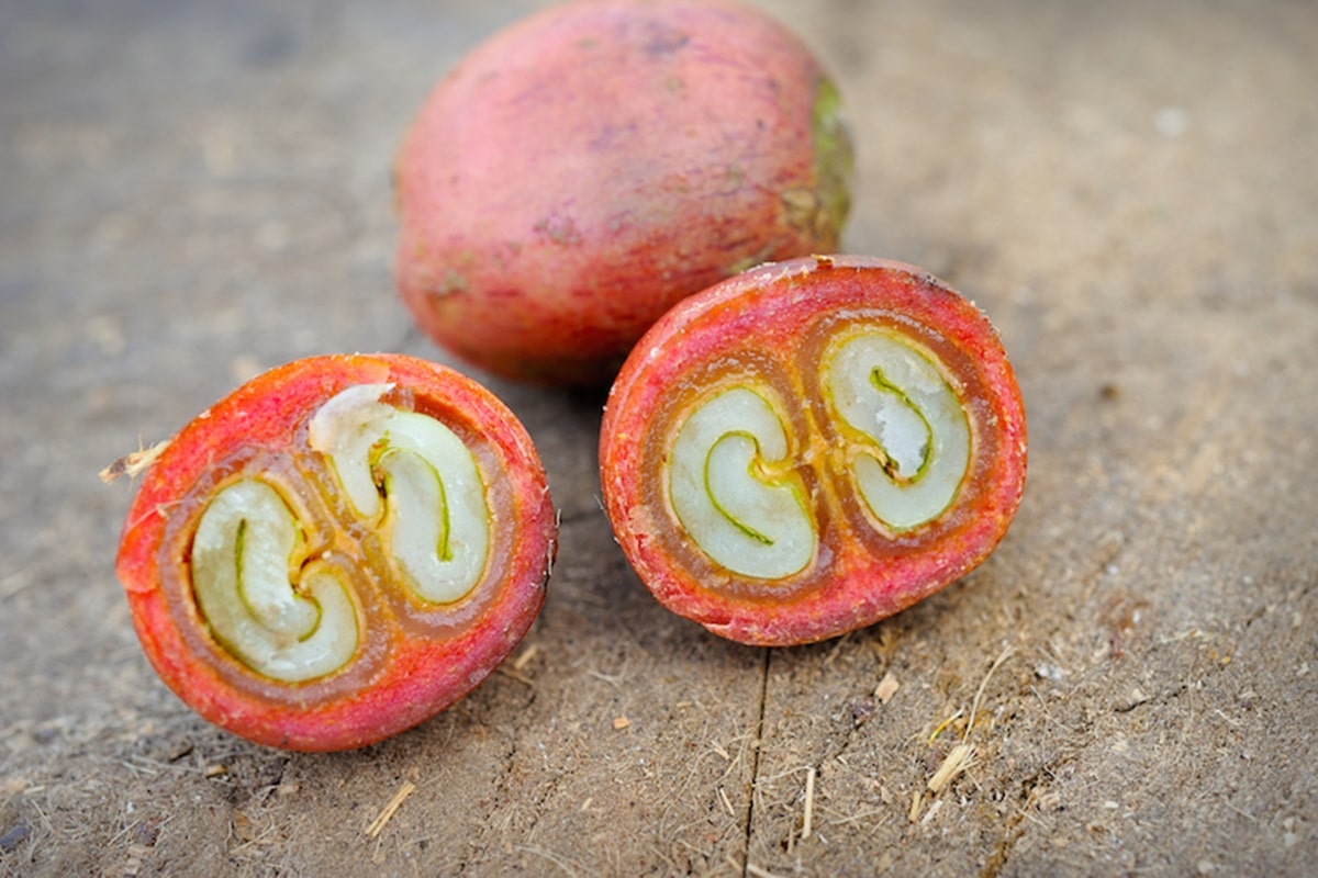 Café é Fruta? Entenda e Veja as Características