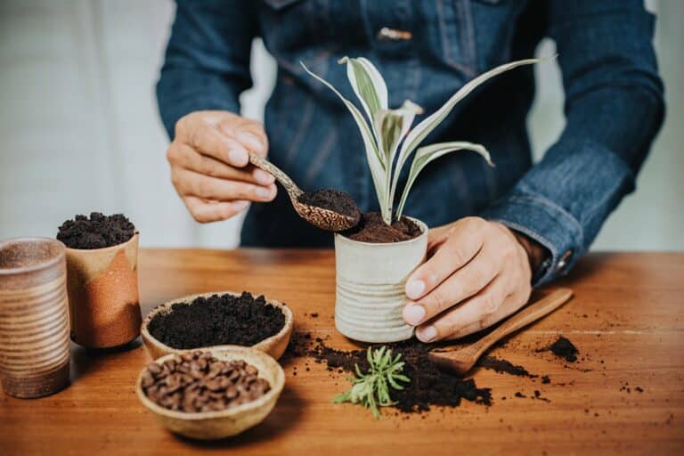 Como Fazer Adubo com Borra de Café Corretamente
